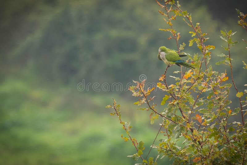 Small Green Parrots on an Autumn Tree Branch in Rome, Italy Stock Photo ...