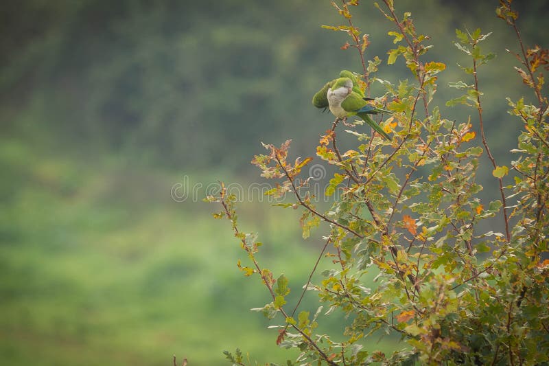 Small Green Parrots on an Autumn Tree Branch in Rome, Italy Stock Photo ...
