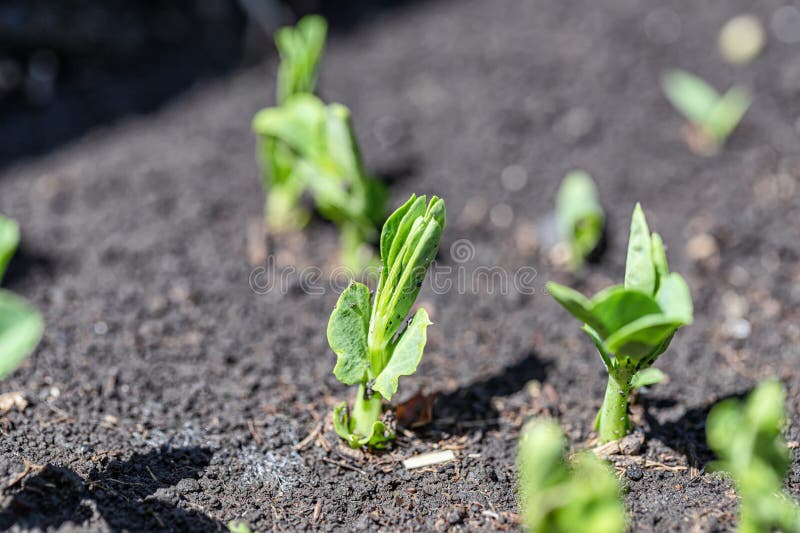 Small Green Pea Plants Rise from the Ground Stock Image - Image of ...