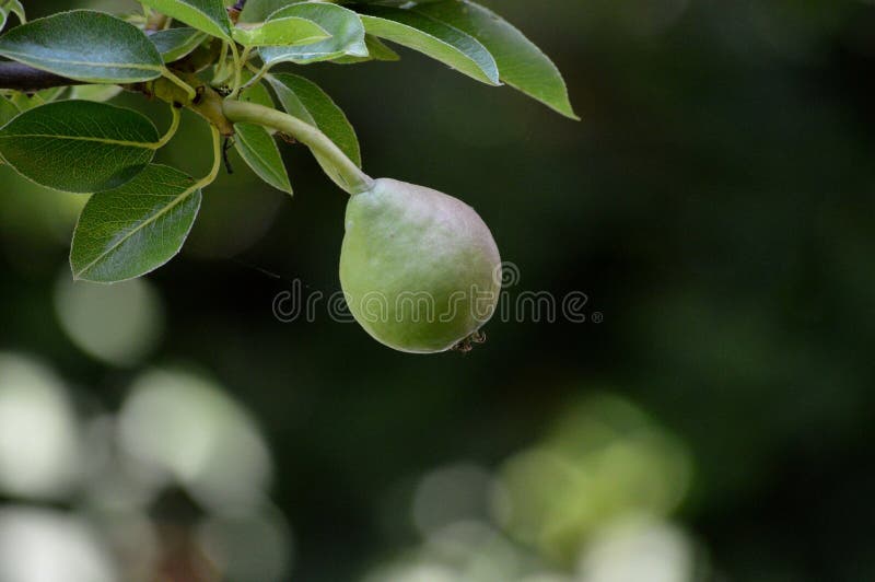 Small Green Pear on a Branch Stock Image - Image of pear, color: 223996733
