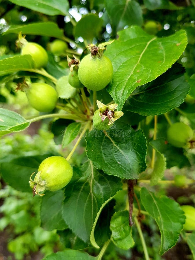Small Green Pears on a Branch Stock Photo - Image of field, cereal ...
