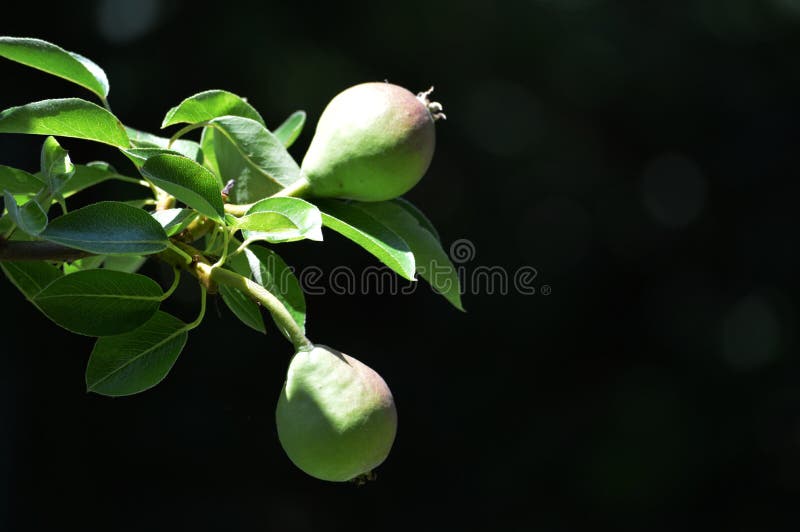 Small Green Pears on a Branch Stock Photo - Image of food, color: 223996804