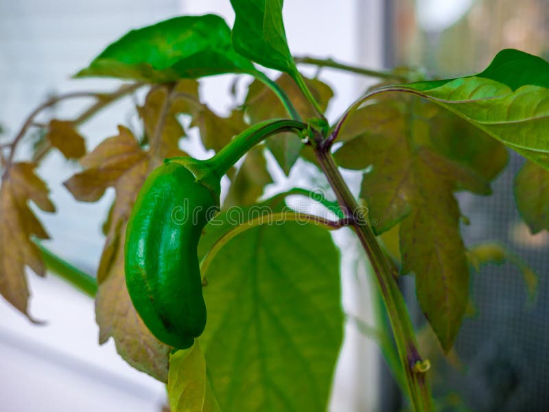 Small Green Pepper on a Twig Stock Image - Image of branch, abstract ...