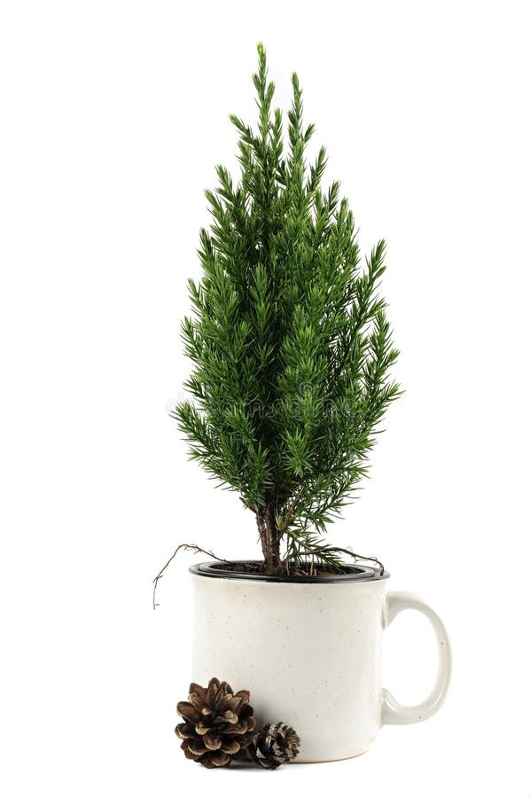 Small Green Pine Tree in the Cup Stock Photo - Image of branch, mini ...