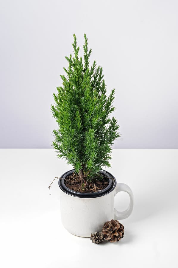 Small Green Pine Tree in the Cup with Cones Stock Image - Image of ...