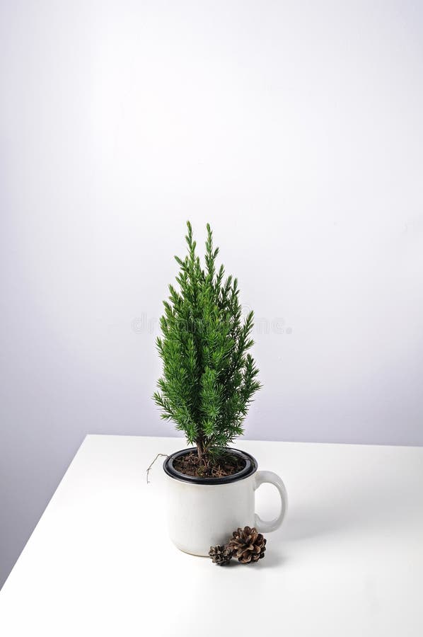 Small Green Pine Tree in the Cup with Cones Stock Image - Image of ...