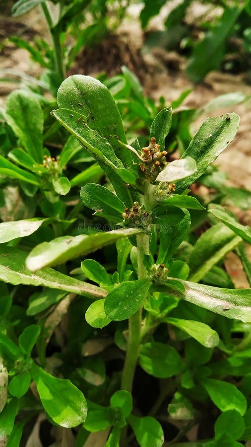 Small green plant stock image. Image of small, plant - 175817015