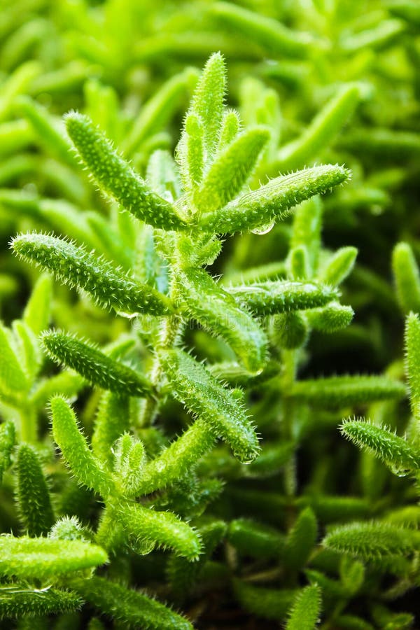 The small green plant stock photo. Image of fresh, botany - 247990576
