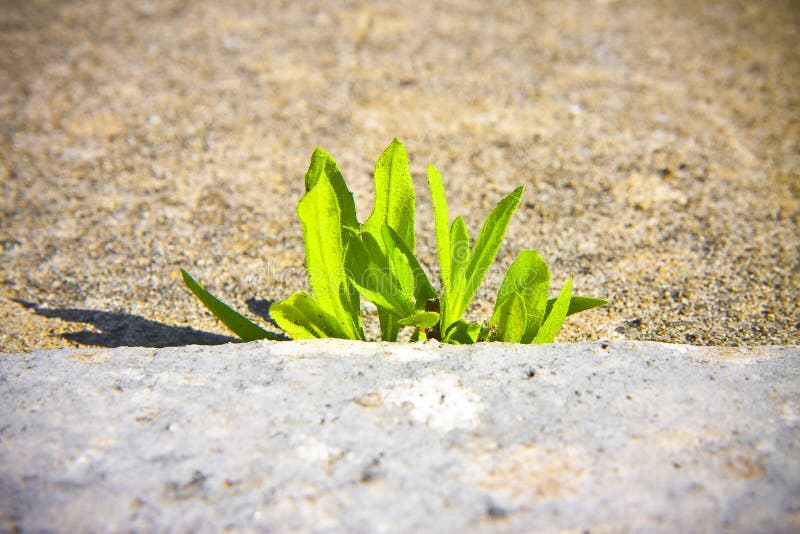 Small Green Plant Born between the Rocks - Power of Life Concept Image ...