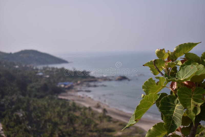 Small Green Plant on the Foreground with Unfocused Beach Stock Photo ...