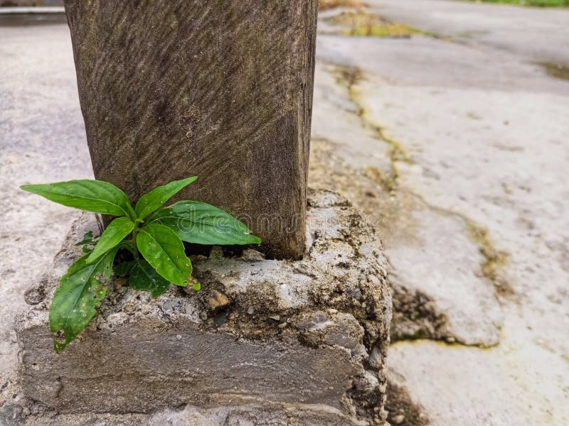 Small Green Plant Grow on Concrete Cement, Background Side Frame Stock ...
