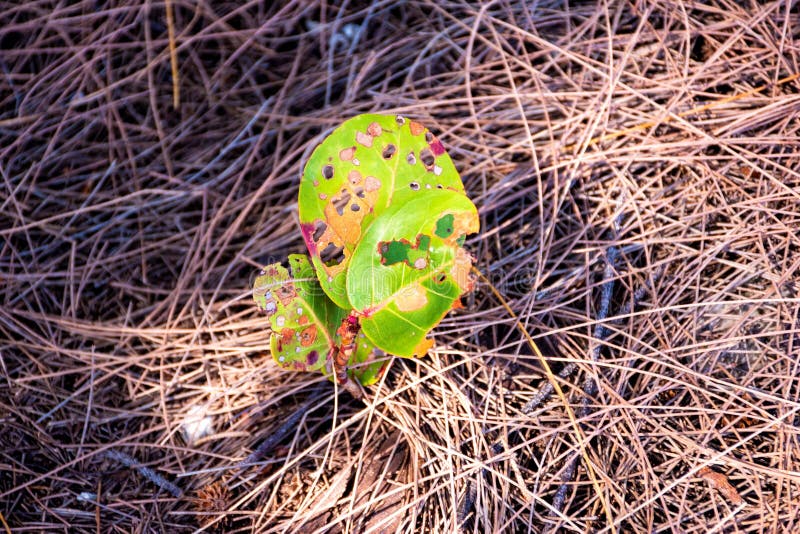 Small Green Plant Growing in Fall Season Stock Image - Image of brown ...
