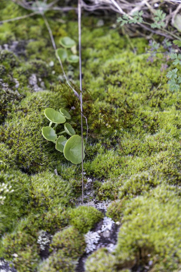 A Small Green Plant is Growing in a Patch of Moss Stock Image - Image ...