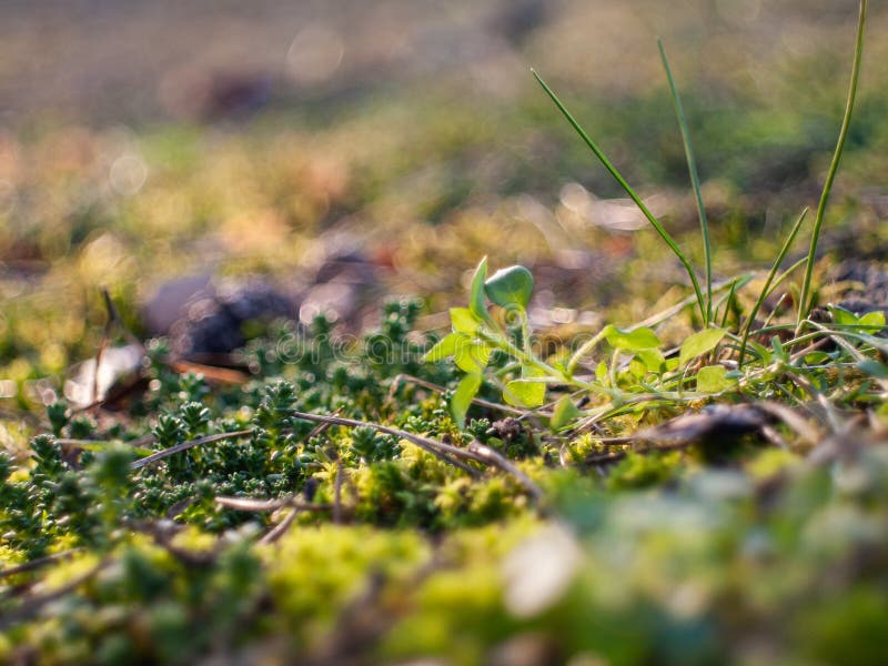 A Small Green Plant is Growing in a Patch of Moss Stock Image - Image ...
