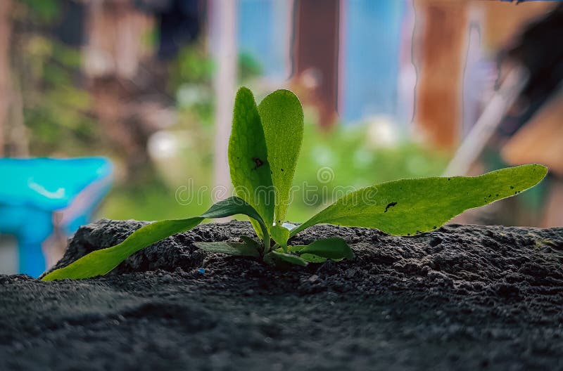 Small Green Plant Growing on a Rough Surface Stock Photo - Image of ...