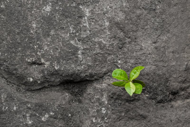 Young Sprout of Green Plant Growing on Stones Stock Photo - Image of ...