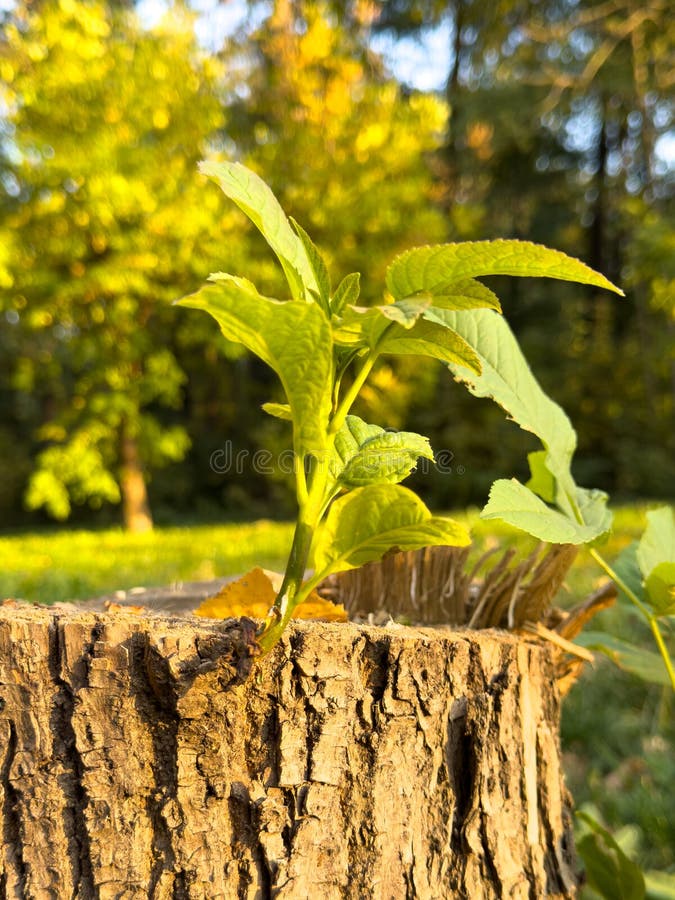 A Small Green Plant is Growing on a Tree Stump Stock Photo - Image of ...