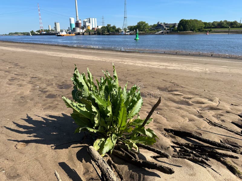 A Small Green Plant Grows Under the Water on the Beach Stock Photo ...