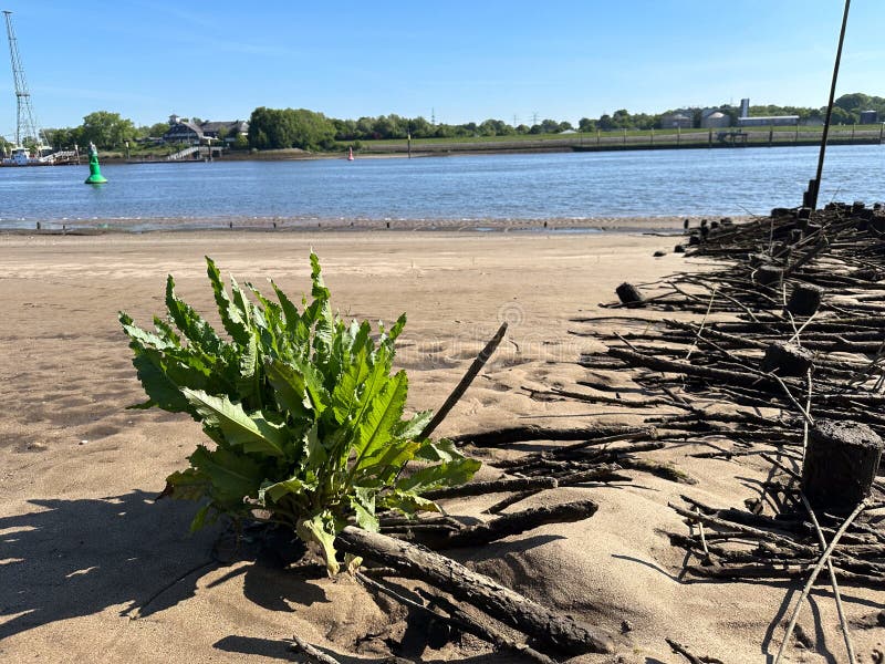 A Small Green Plant Grows Under the Water on the Beach Stock Image ...