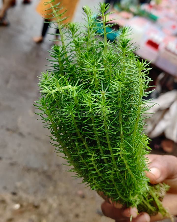 A Small Green Plant with Green Leaves Stock Photo - Image of flora ...
