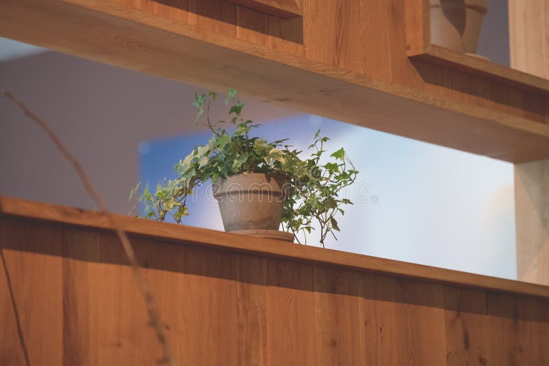 Small Green Plant on a Narrow Ledge.. Stock Photo - Image of leaf ...