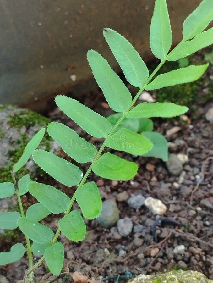 A Small Green Plant with Paired Leaflets Growing on Rocky Soil. Stock ...