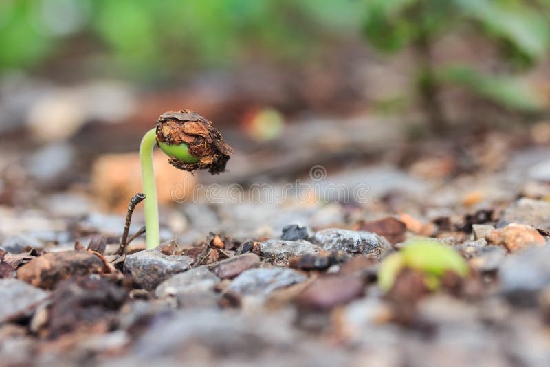Small plant in soil. stock photo. Image of leaf, agriculture - 121319006