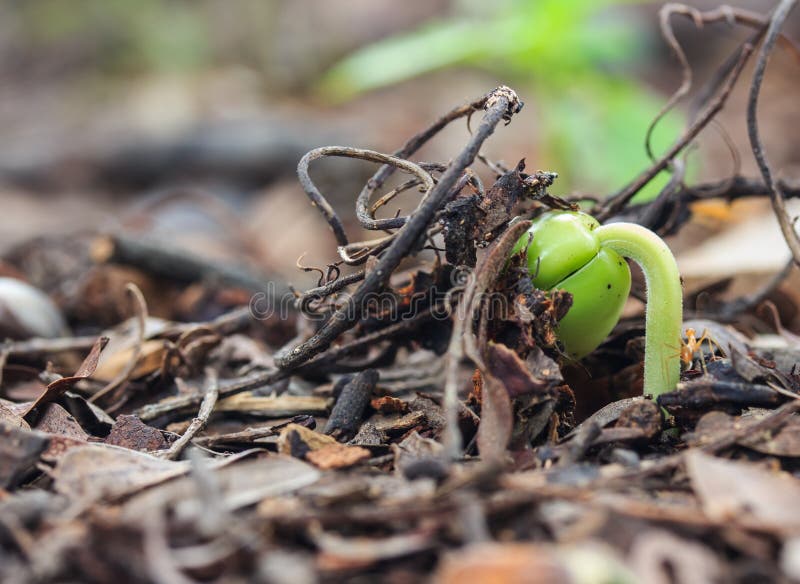 Small plant in soil. stock photo. Image of nature, seed - 121412656