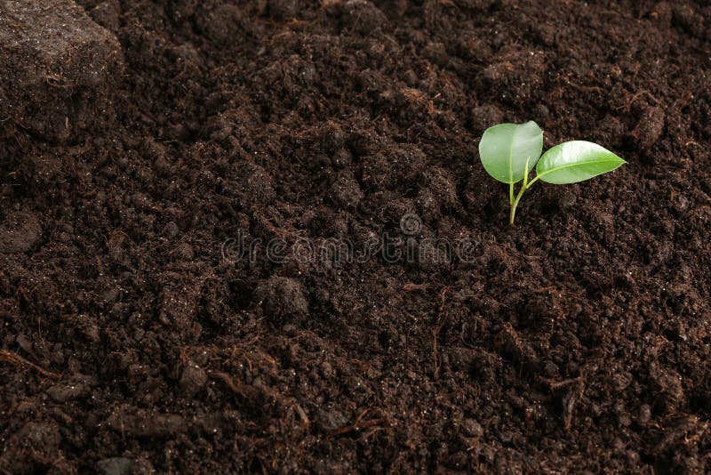 Small green plant in soil stock photo. Image of fertile - 151259392