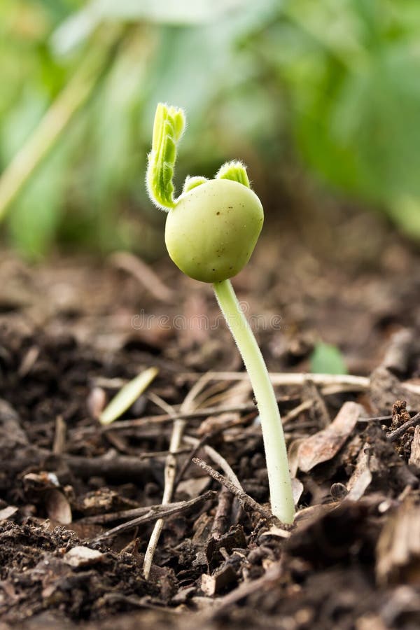 Small green plant stock image. Image of nature, land - 42710791