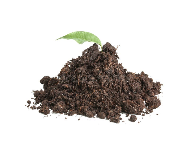 Small Green Plant in Soil on White Background Stock Photo - Image of ...