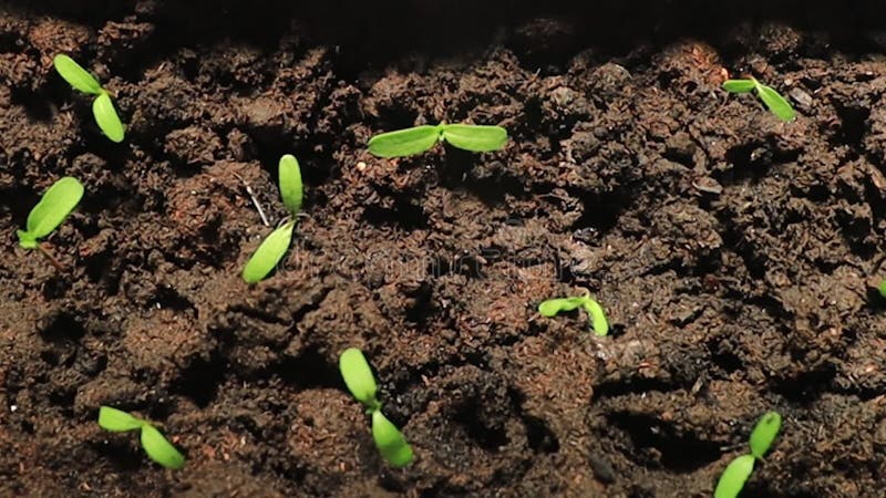 Small Green Plant Sprouts in the Ground Stock Video - Video of organic ...