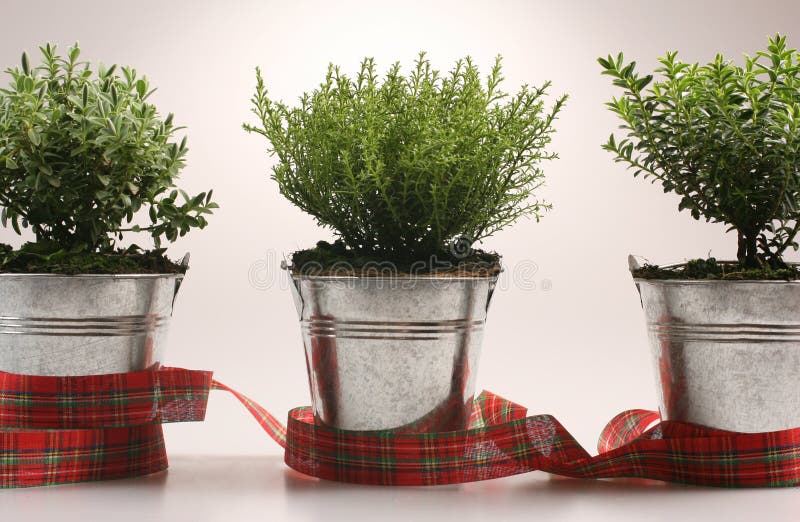 Small green plants stock photo. Image of nature, green - 4880348