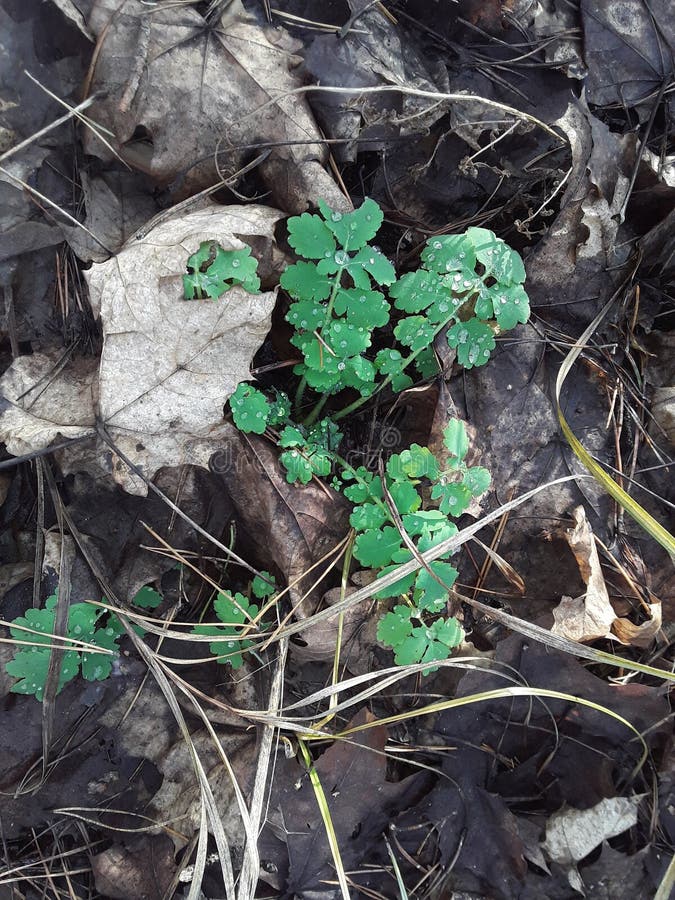 Small Green Plants in a Forest on Earth in Winter Stock Photo - Image ...