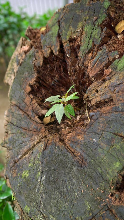 Small Green Plants Grow in the Middle of Dead Tree Trunk Stock Photo ...