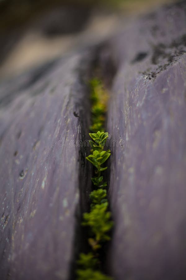Small Plant Growing between Rocks Stock Image - Image of indoor, hard ...