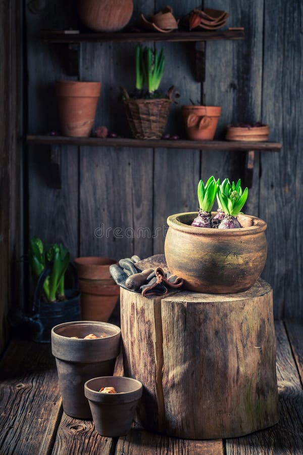 Small Green Plants in the Rustic Wooden Cottage Stock Photo - Image of ...