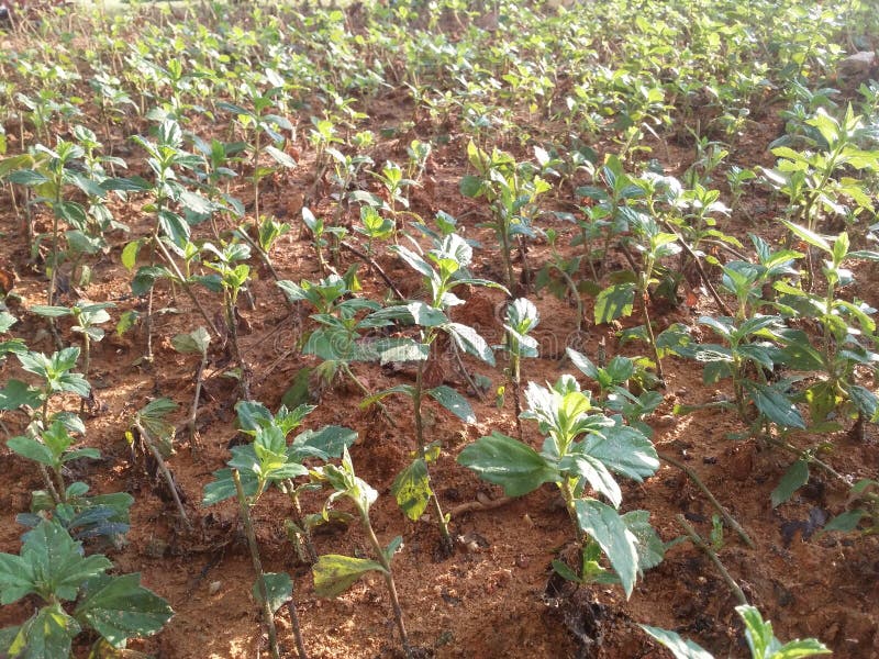 Small Green Plants with Soil Stock Image - Image of plants, small ...