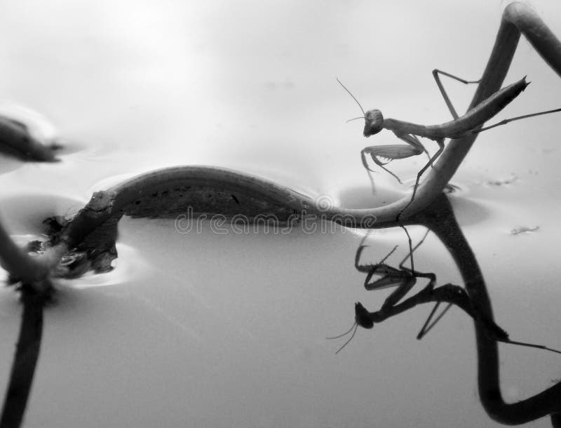 Mantis stock photo. Image of little, reflection, water - 99896806