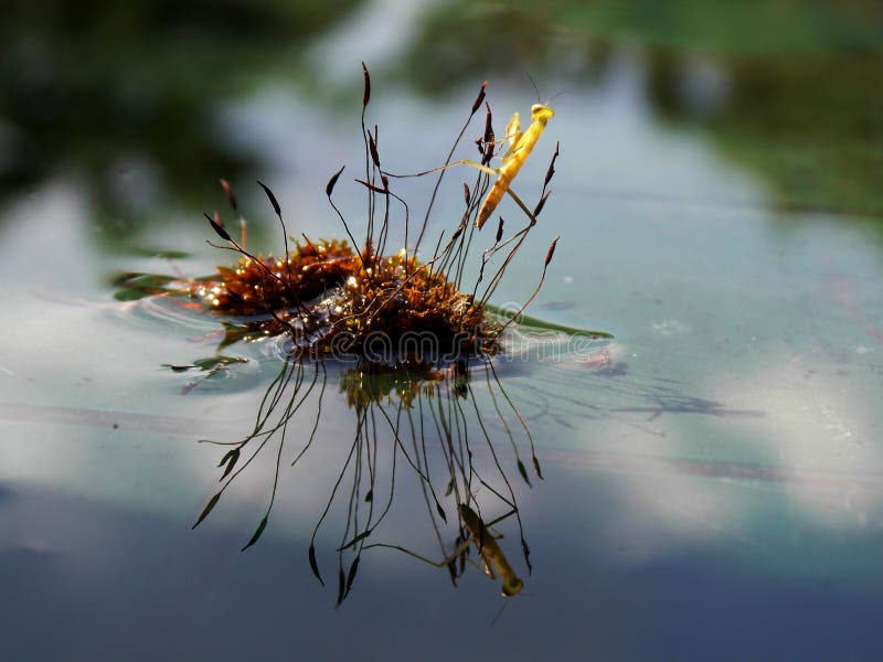 Mantis stock photo. Image of little, water, color, nature - 99896952