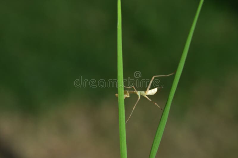 Small green praying mantis stock photo. Image of praying - 118817040