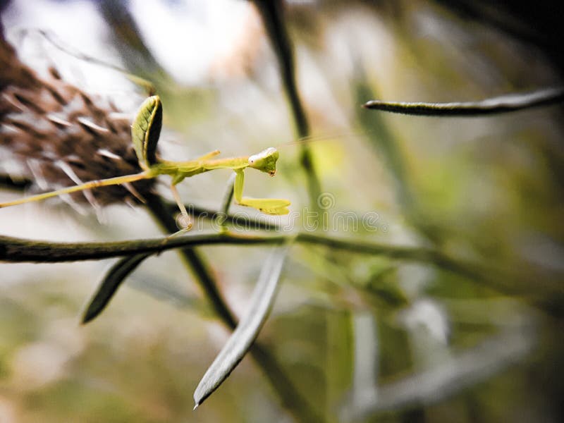 Small Green Praying Mantis on a Twig Stock Image - Image of flower ...