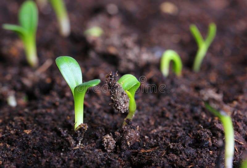 Spring seedling stock image. Image of grow, earth, germinating - 4531307