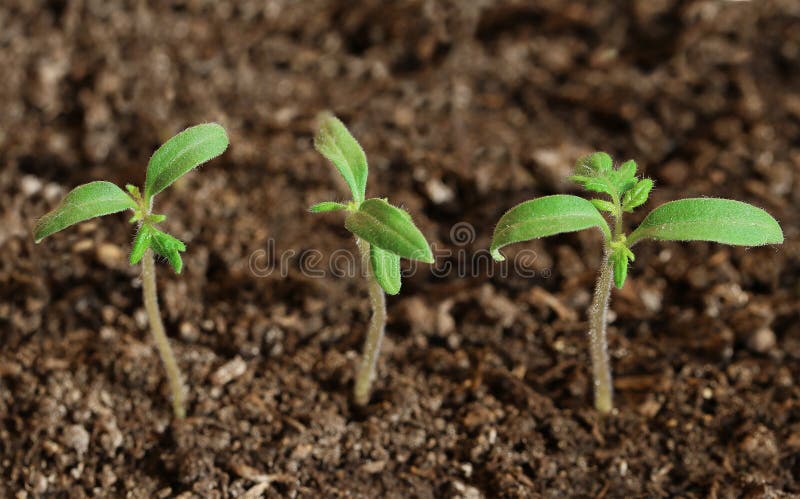 Small green seedling stock photo. Image of grey, nature - 51207416