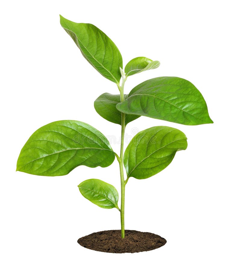 Small Green Seedling in the Ground Isolated Over White Stock Image ...