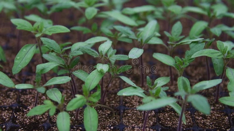 Green Seedlings Grow in the Ground Stock Video - Video of organic ...