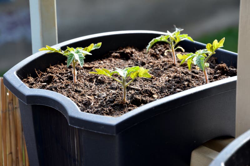 Small Green Seedlings of Tomato in Sunshine Planted in Black Box Stock ...