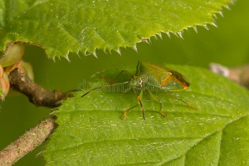 Green shield bug on a leaf stock image. Image of vilnius - 380616369