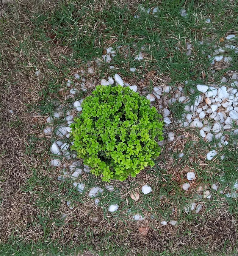 Small Green Shrub in a Round Shape in a Garden Stock Image - Image of ...