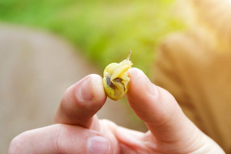 Small Green Snail Held in Hand Stock Photo - Image of holding, nature ...
